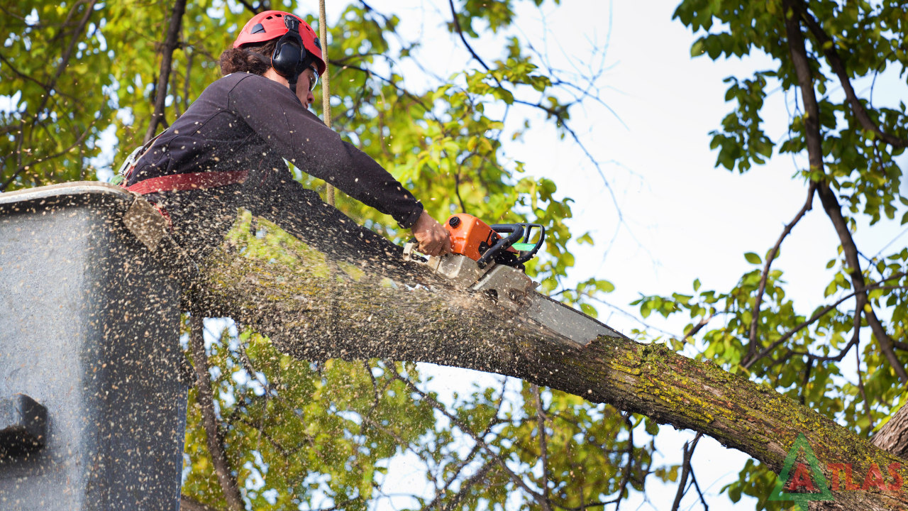 Total Landscape & Tree Service, LLC | Landscaping & Tree Care in San ...