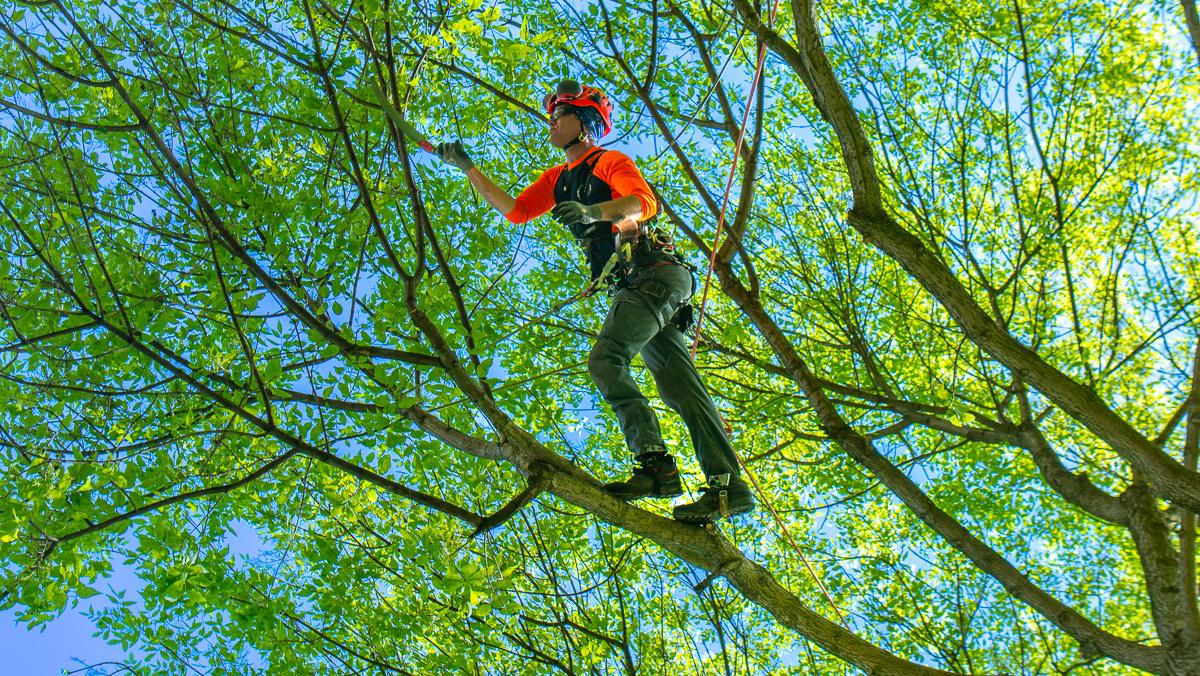Total Landscape & Tree Service, LLC | Landscaping & Tree Care in San ...